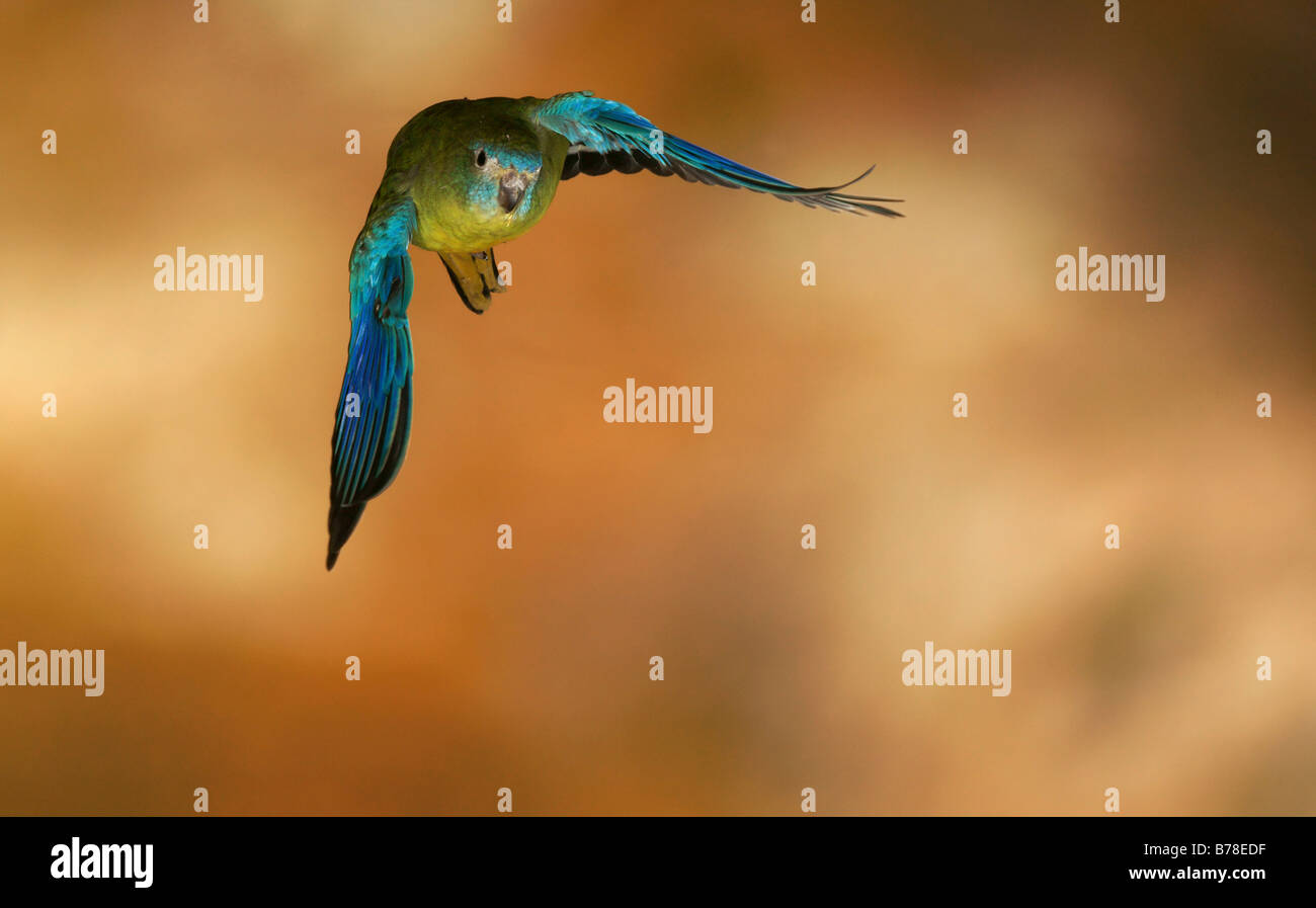 Turquoise Parrot (Neophema pulchella) in flight, in captivity Stock ...