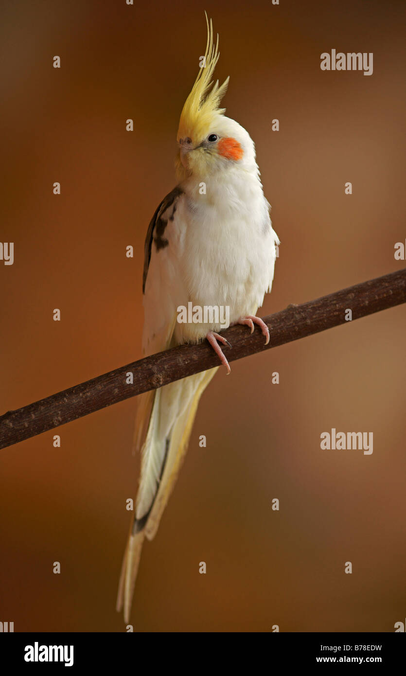 Weiro Birds High Resolution Stock Photography and Images - Alamy