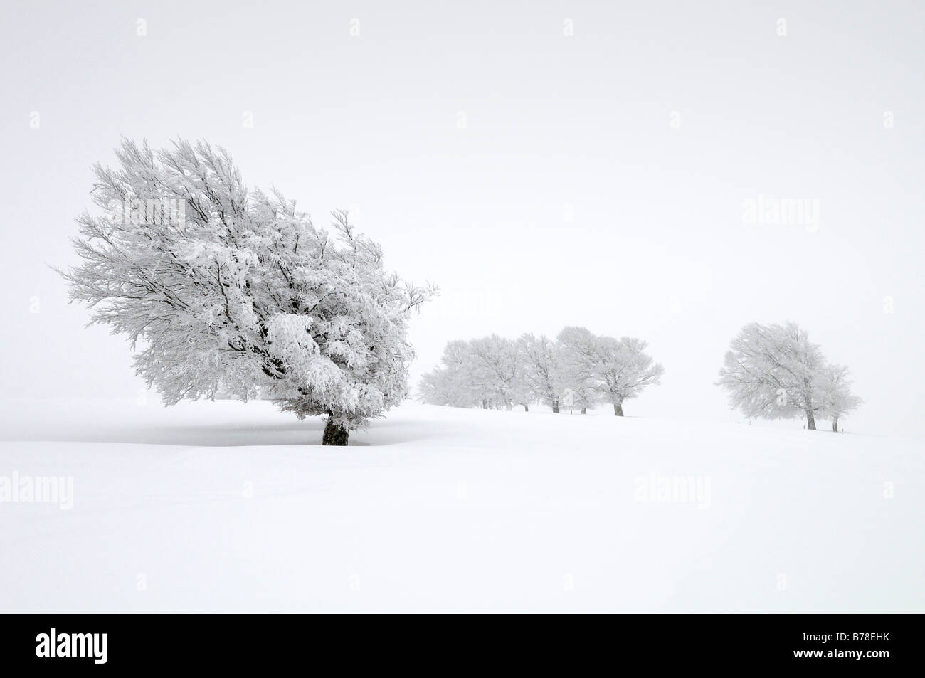 Warped trees hi-res stock photography and images - Alamy