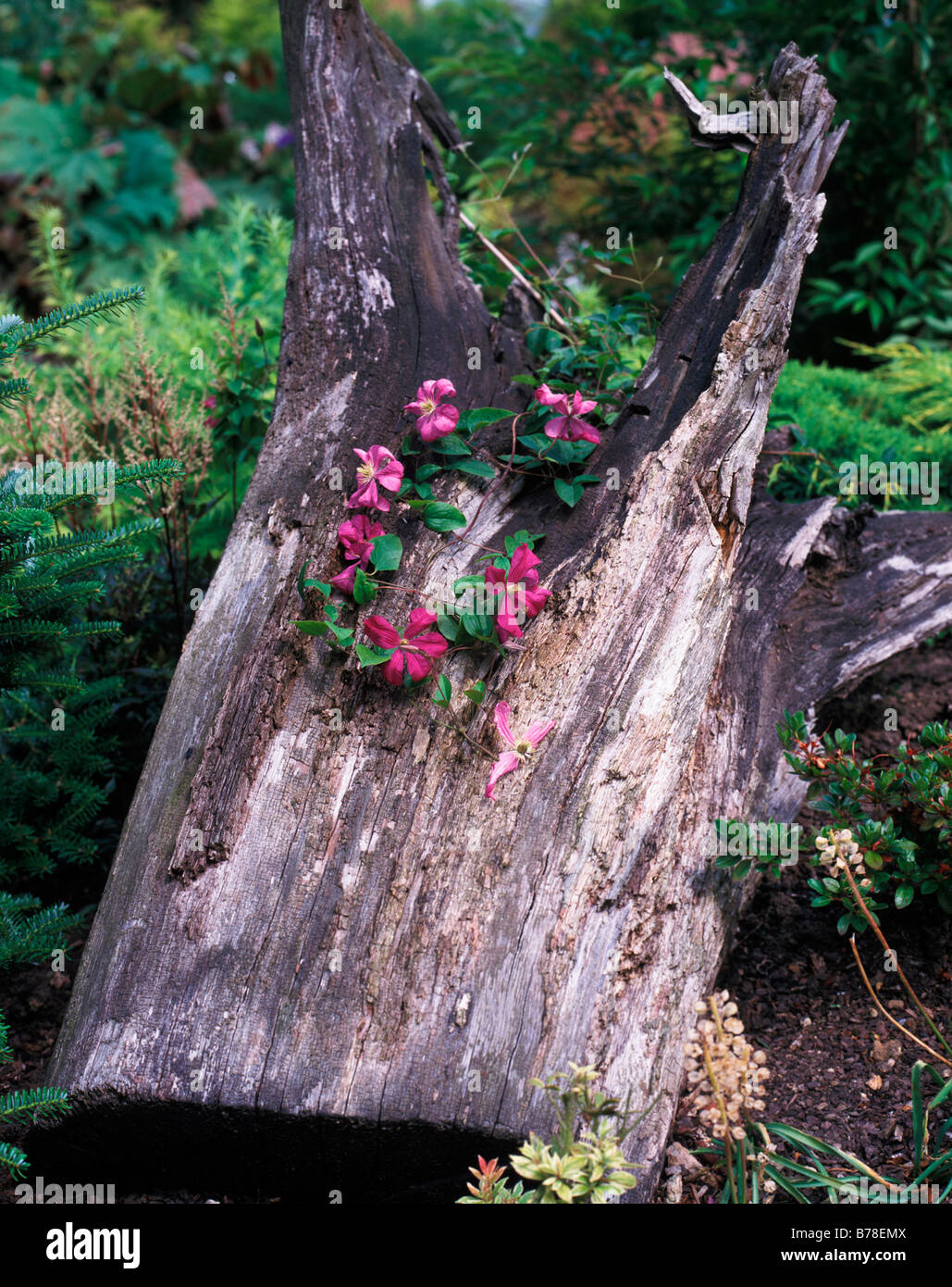 OLD TREE STUMP IN MARGINAL BED Stock Photo - Alamy