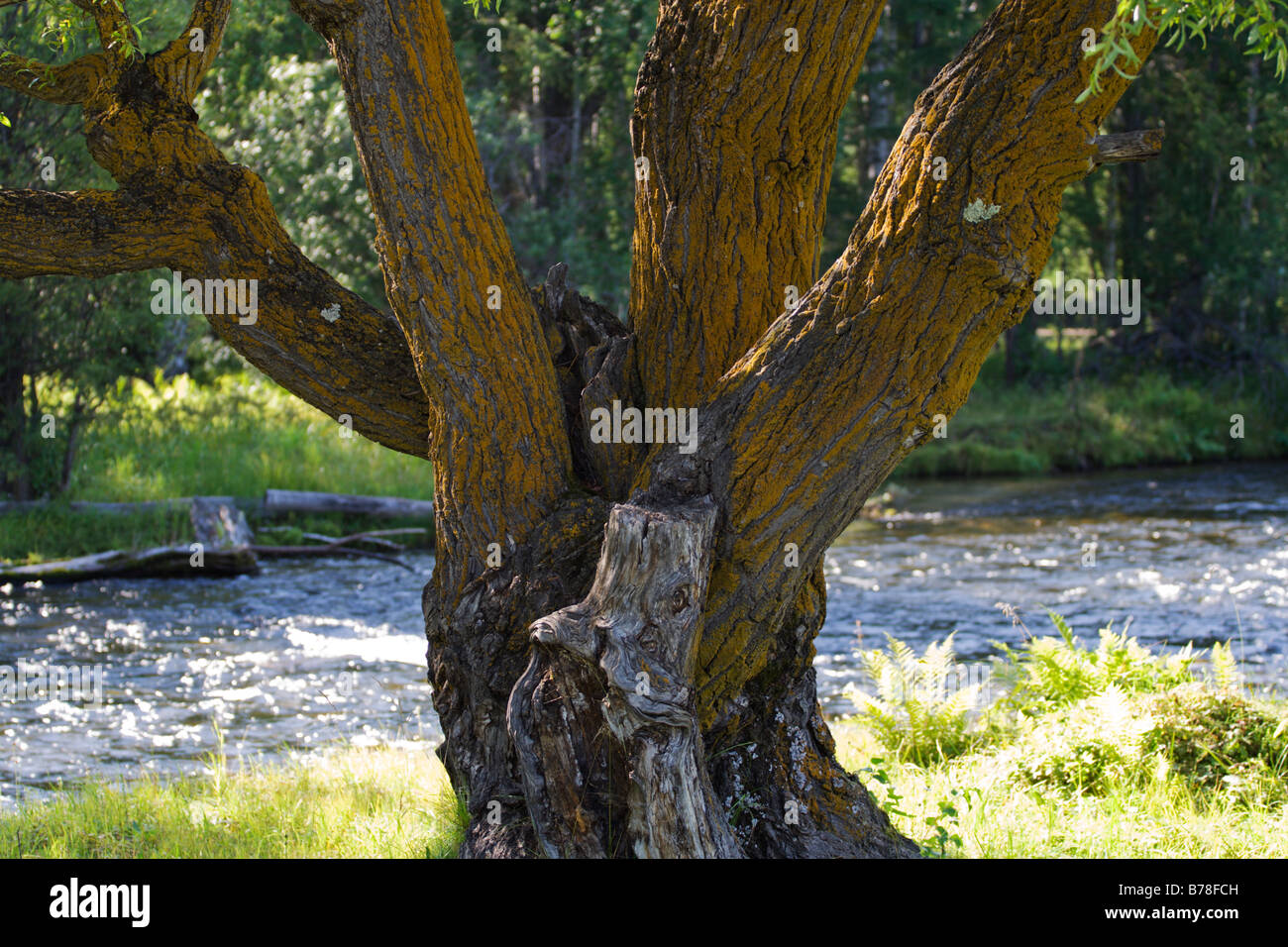 Willow tree bark hi-res stock photography and images - Alamy