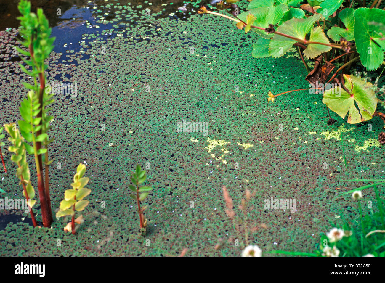 AZOLLA TAKES OVER A SMALL POND Stock Photo - Alamy