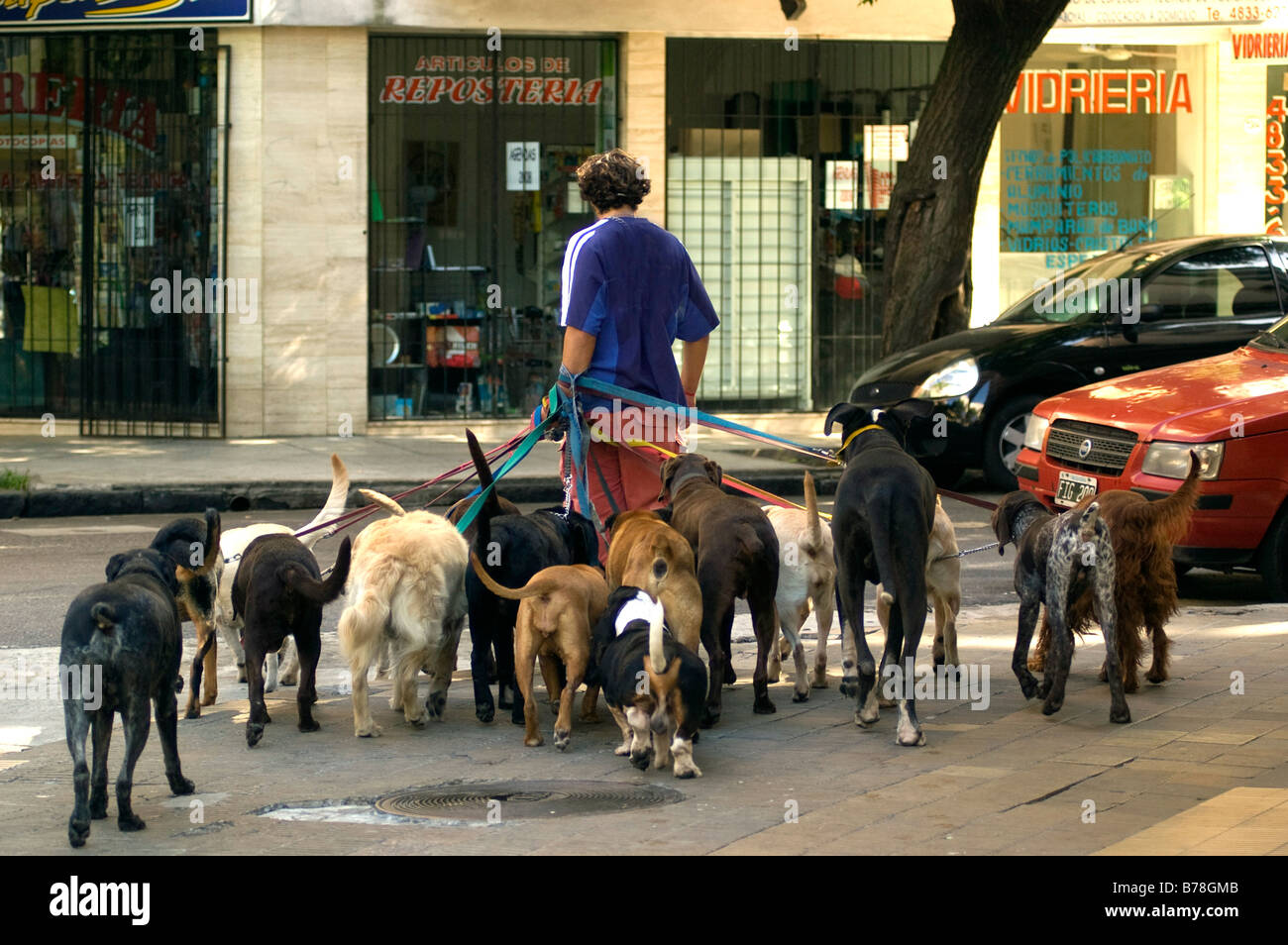 Professional dog walker hi-res stock photography and images - Alamy