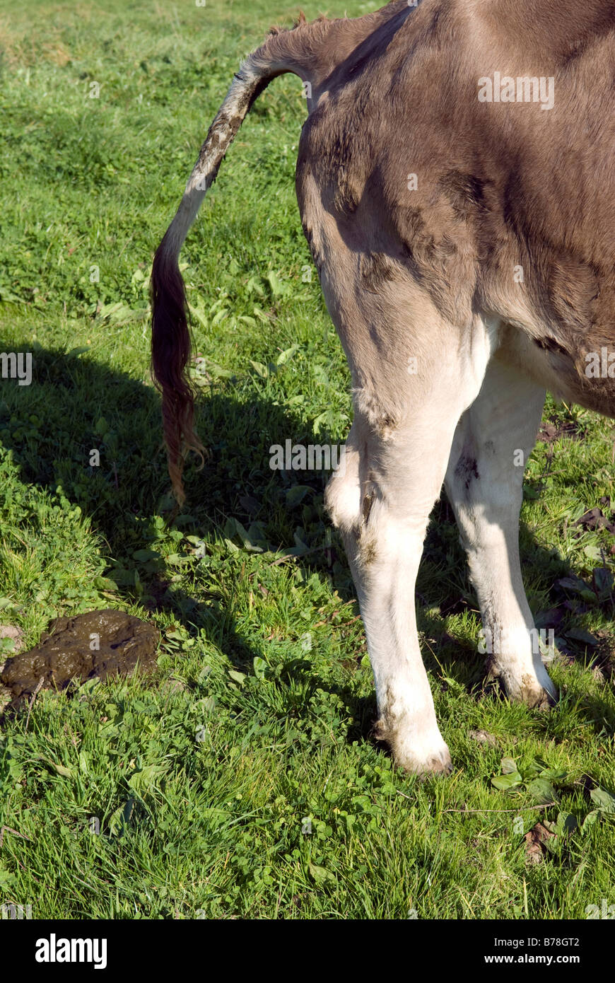 Agriculture cattle tail hi-res stock photography and images - Alamy