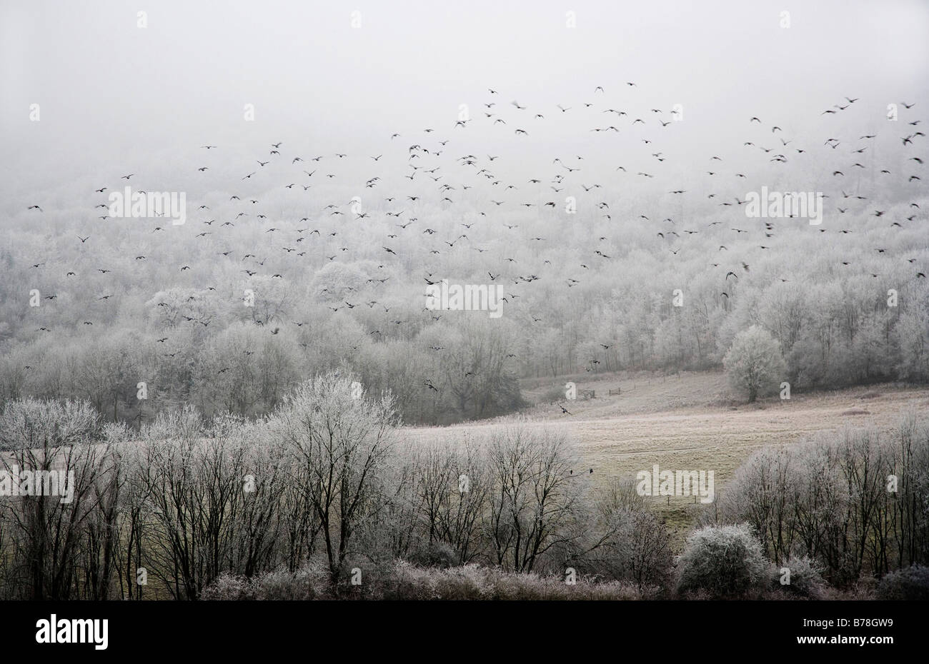 Birds in Flight in Frost and Mist Stock Photo - Alamy