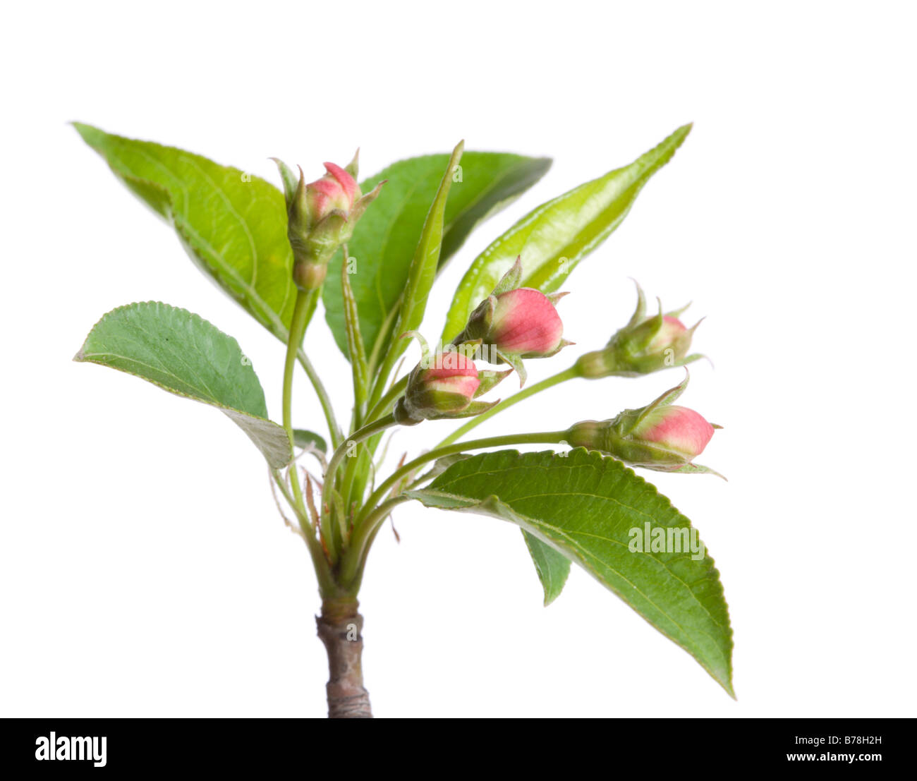 flower buds of apple isolated on white Stock Photo - Alamy
