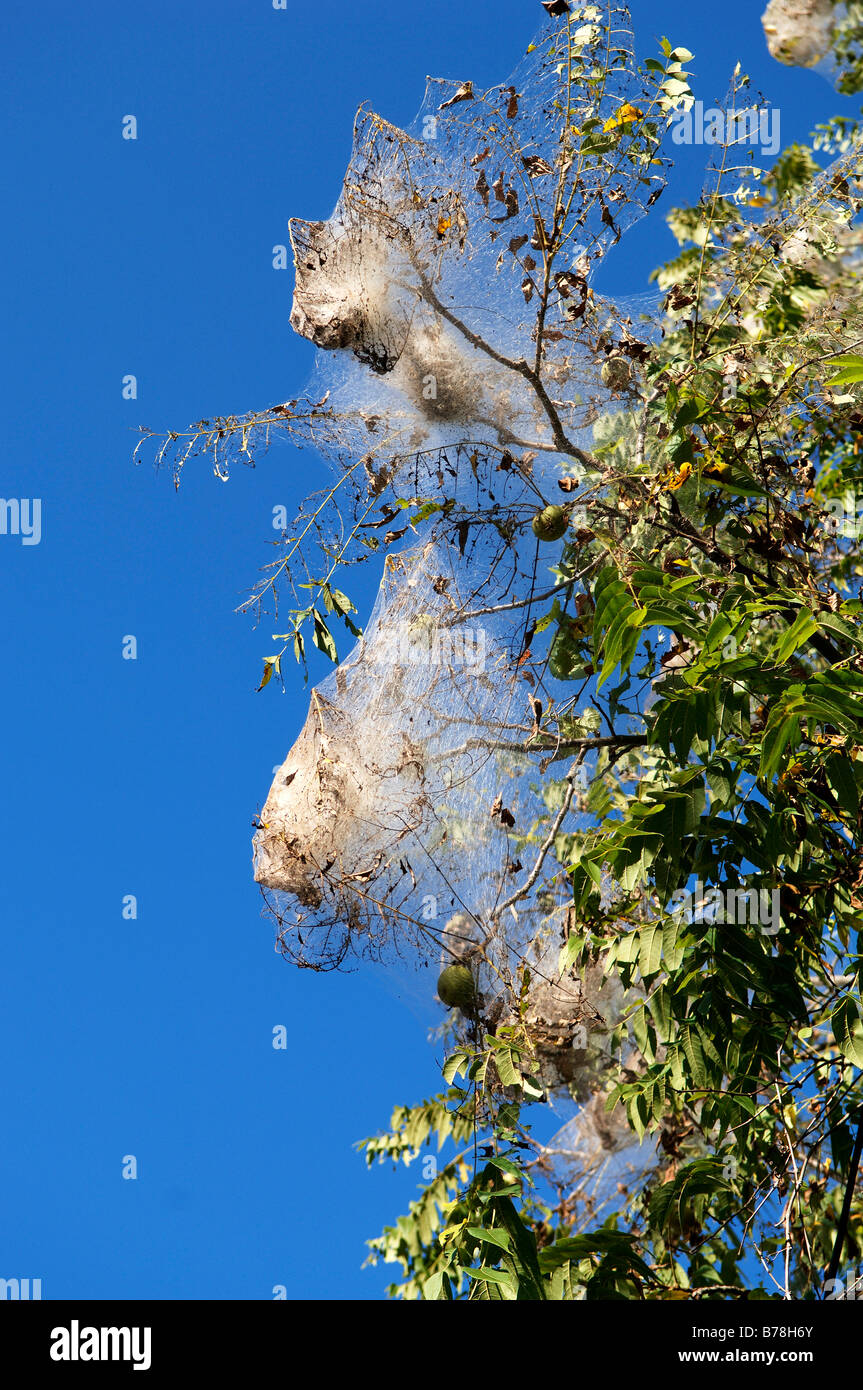 Forest tent caterpillar hi-res stock photography and images - Alamy