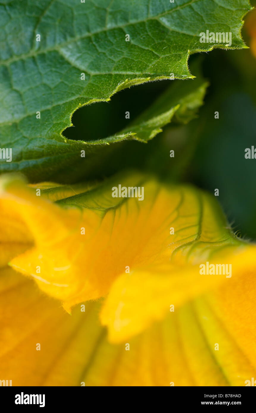 Yellow marrow hi-res stock photography and images - Alamy