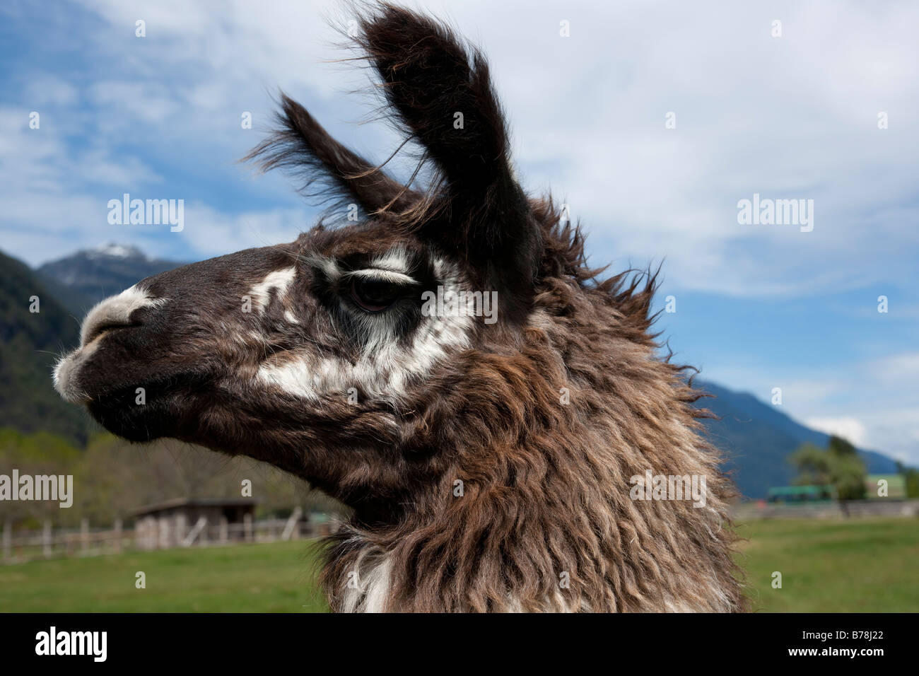 Llama head hi-res stock photography and images - Alamy
