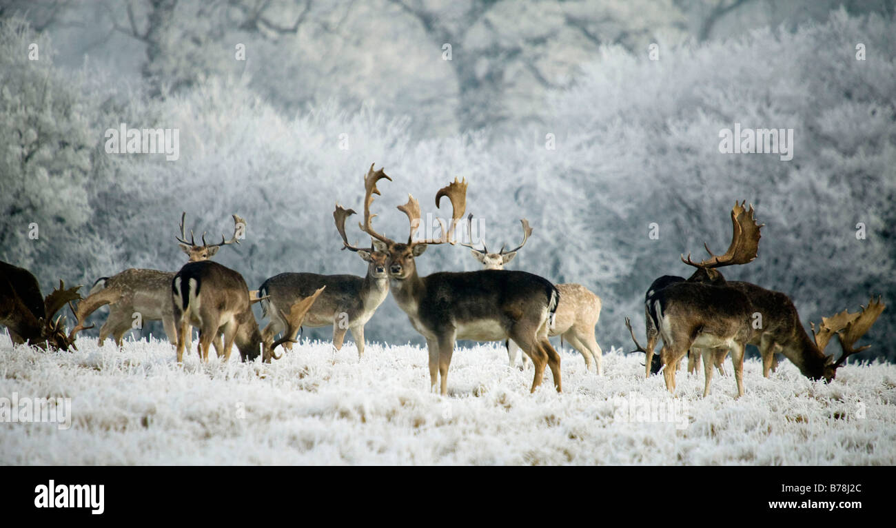 Fallow Deer in a Frosty Field Stock Photo - Alamy