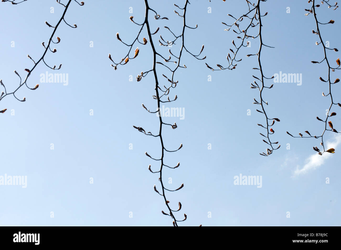 Beech buds hi-res stock photography and images - Alamy