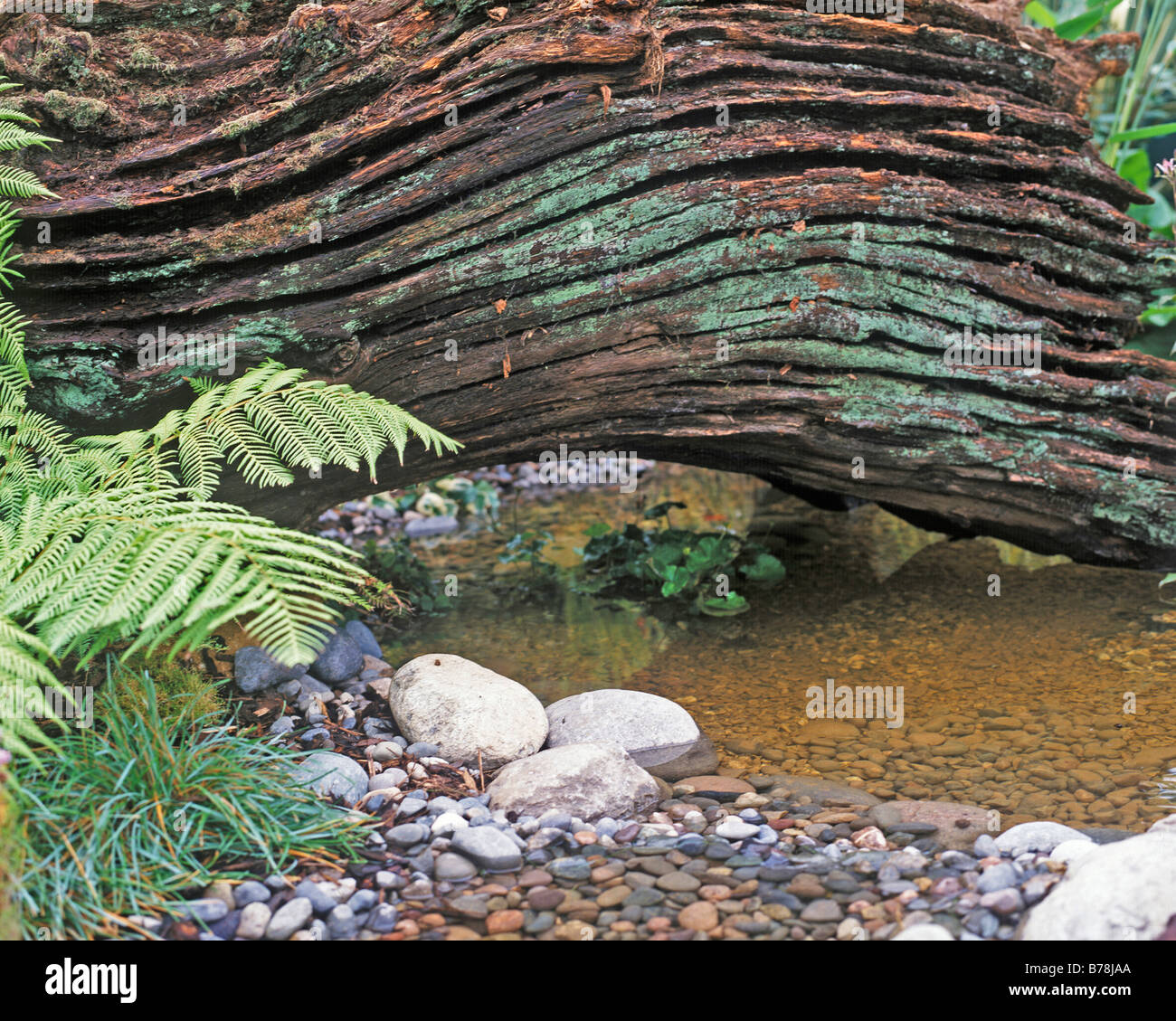 WEATHERED OAK TRUNK BRIDGING WATER FEATURE Stock Photo - Alamy