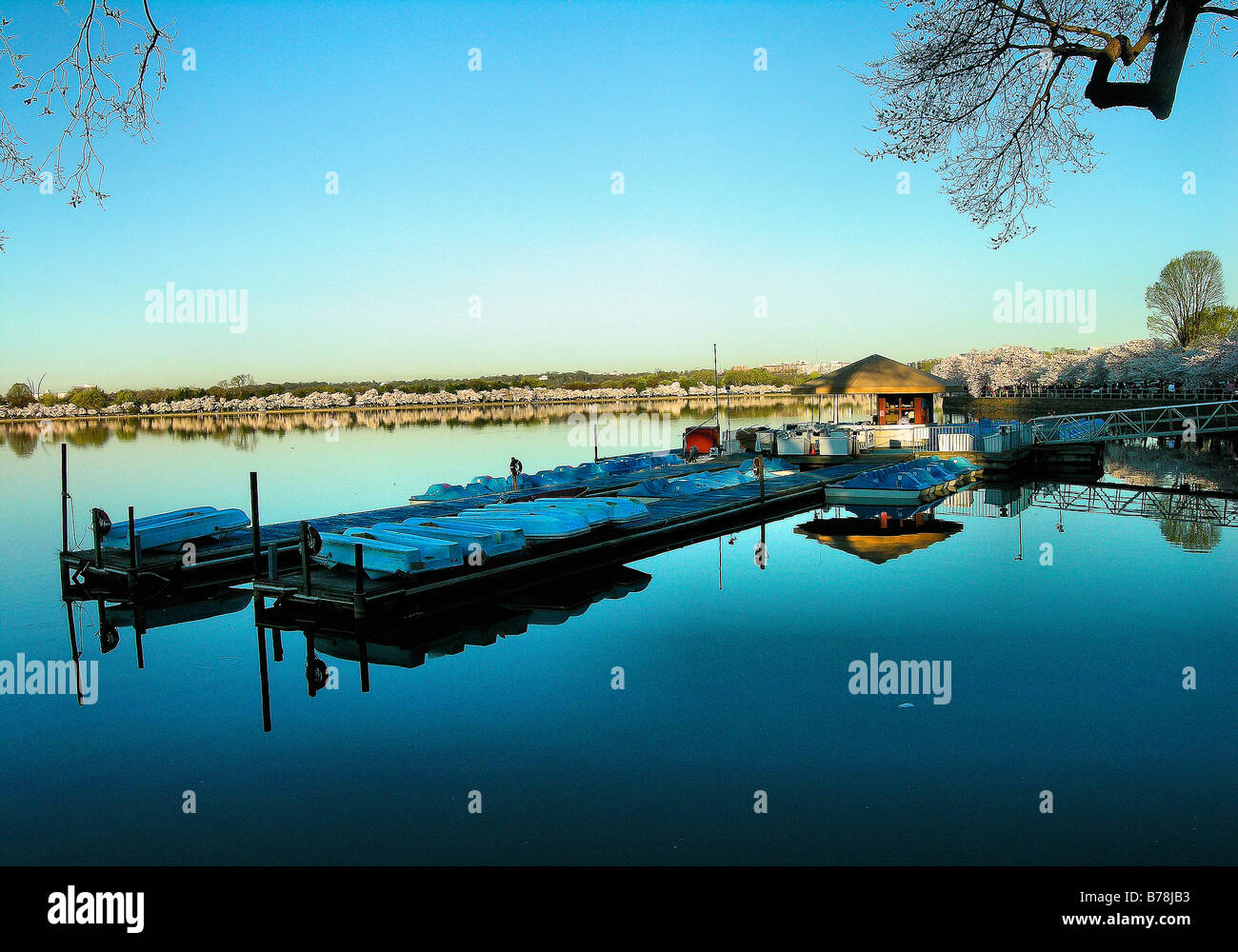 Tidal basin paddle boats hi-res stock photography and images - Alamy