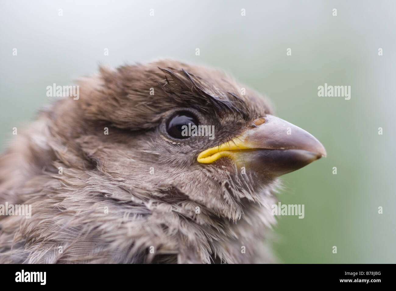portrait of sparrow fledgeling Stock Photo - Alamy