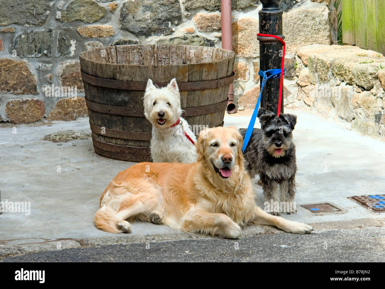 Group of three dogs tied to a lamppost Stock Photo - Alamy