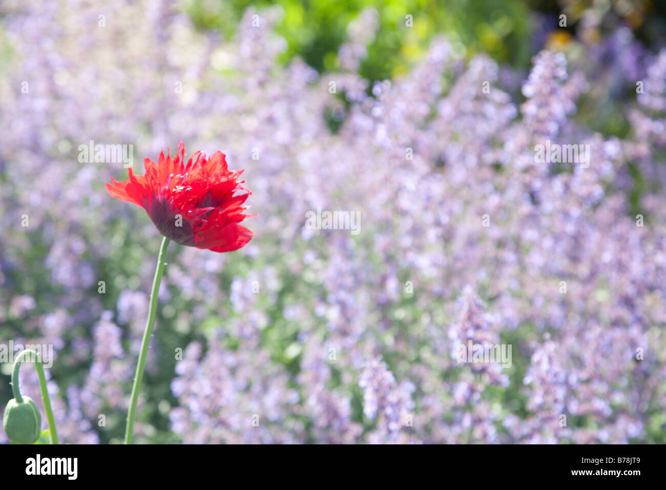 Red poppy against background of purple heather in the Walled Garden of ...