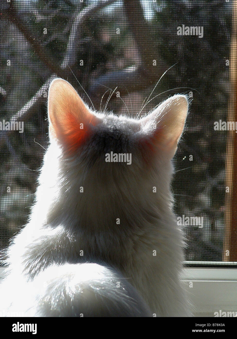 Cat is watching hi-res stock photography and images - Alamy