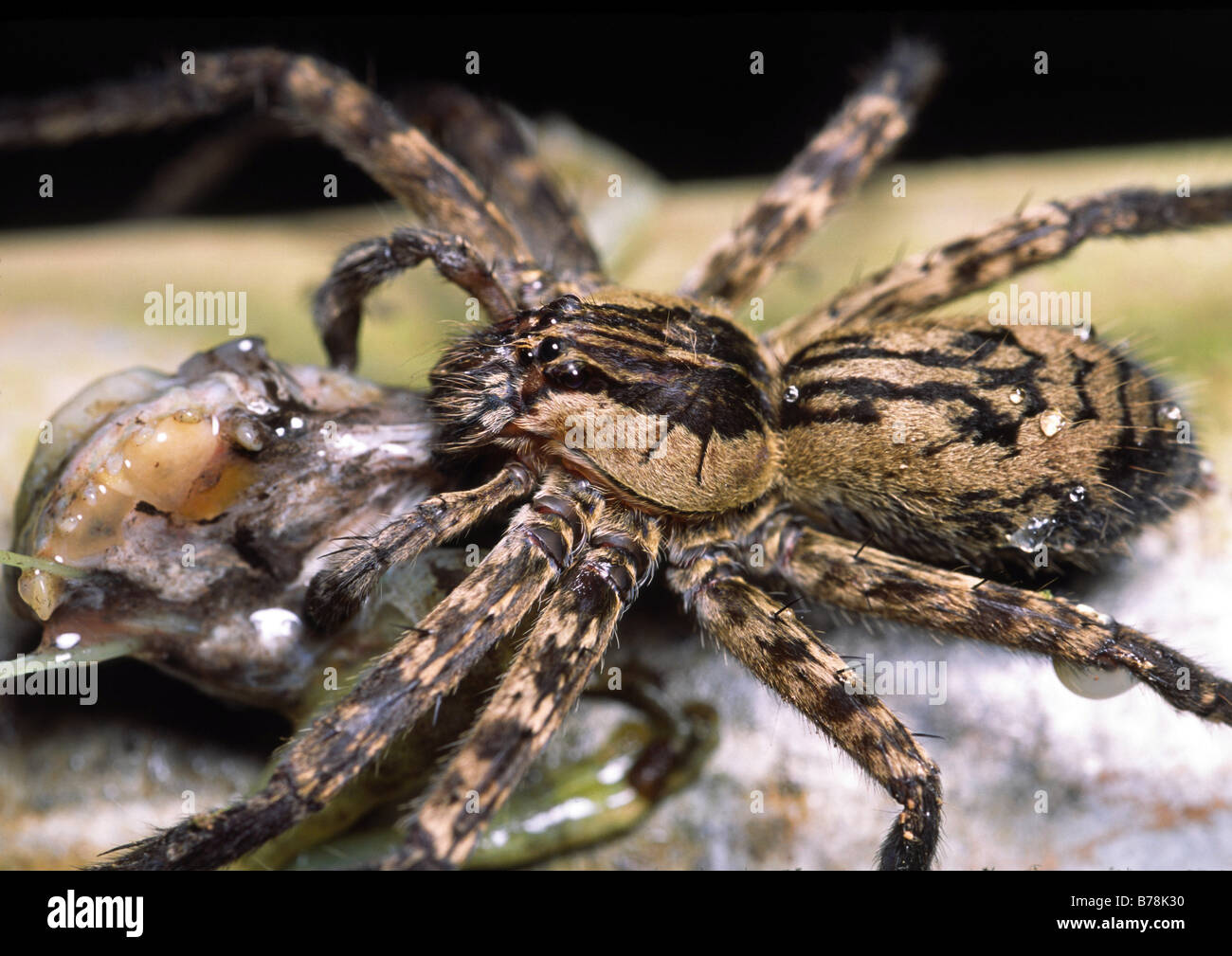 Wolf spider with prey. Costa Rica Stock Photo - Alamy