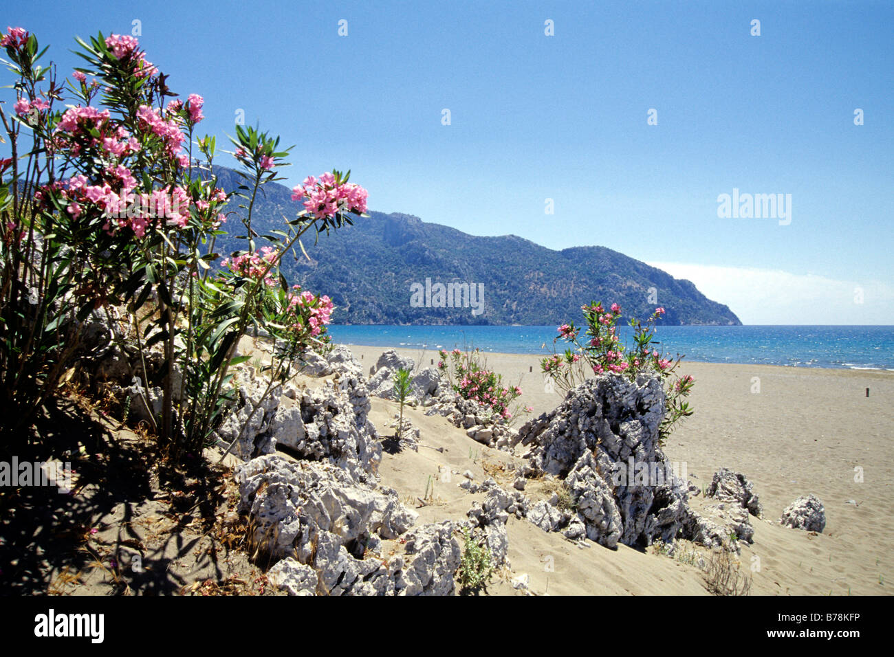Nature reserve with oleander, Iztuzu Beach, Turtle Beach, Daylan, Mugla ...