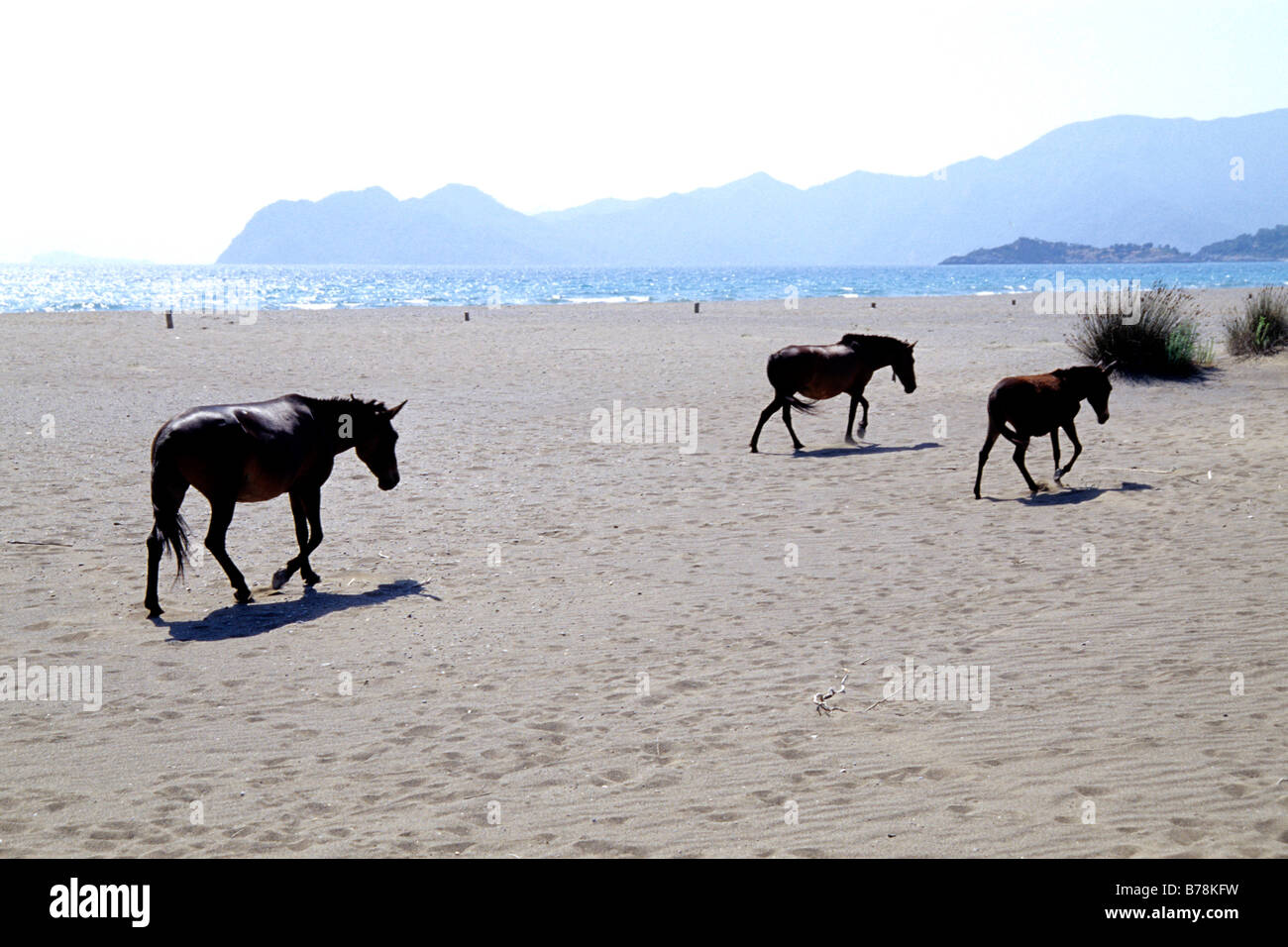 Horses in nature reserve, Iztuzu Beach, Turtle Beach, Daylan, Mugla ...