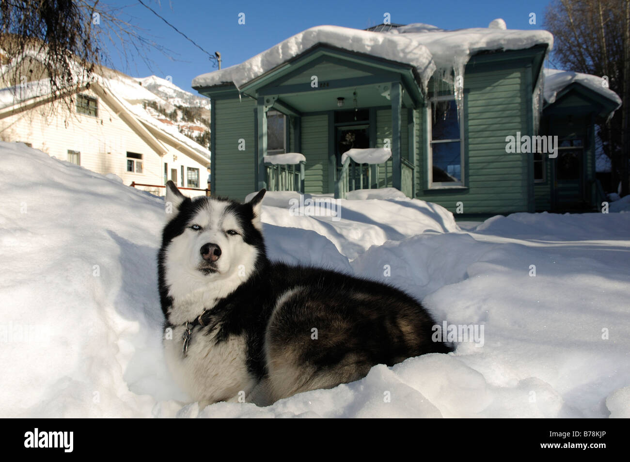 Mammals Of Colorado High Resolution Stock Photography and Images - Alamy
