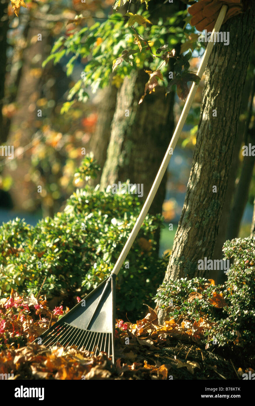 Leaf rake. Seasons,Fall Stock Photo - Alamy