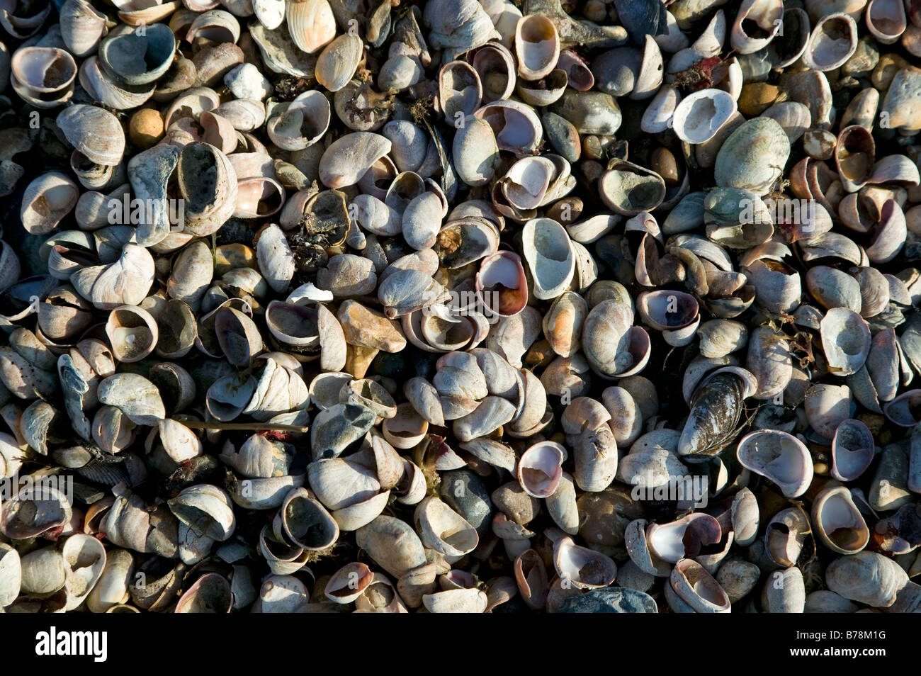 Shells on a Beach Stock Photo - Alamy