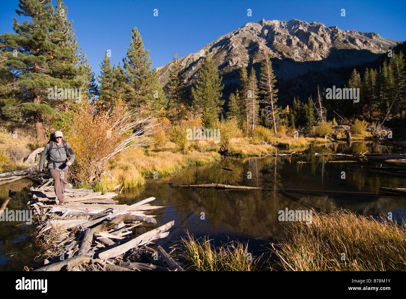 A man hiking in the mountains crossing a beaver dam by a pond and ...