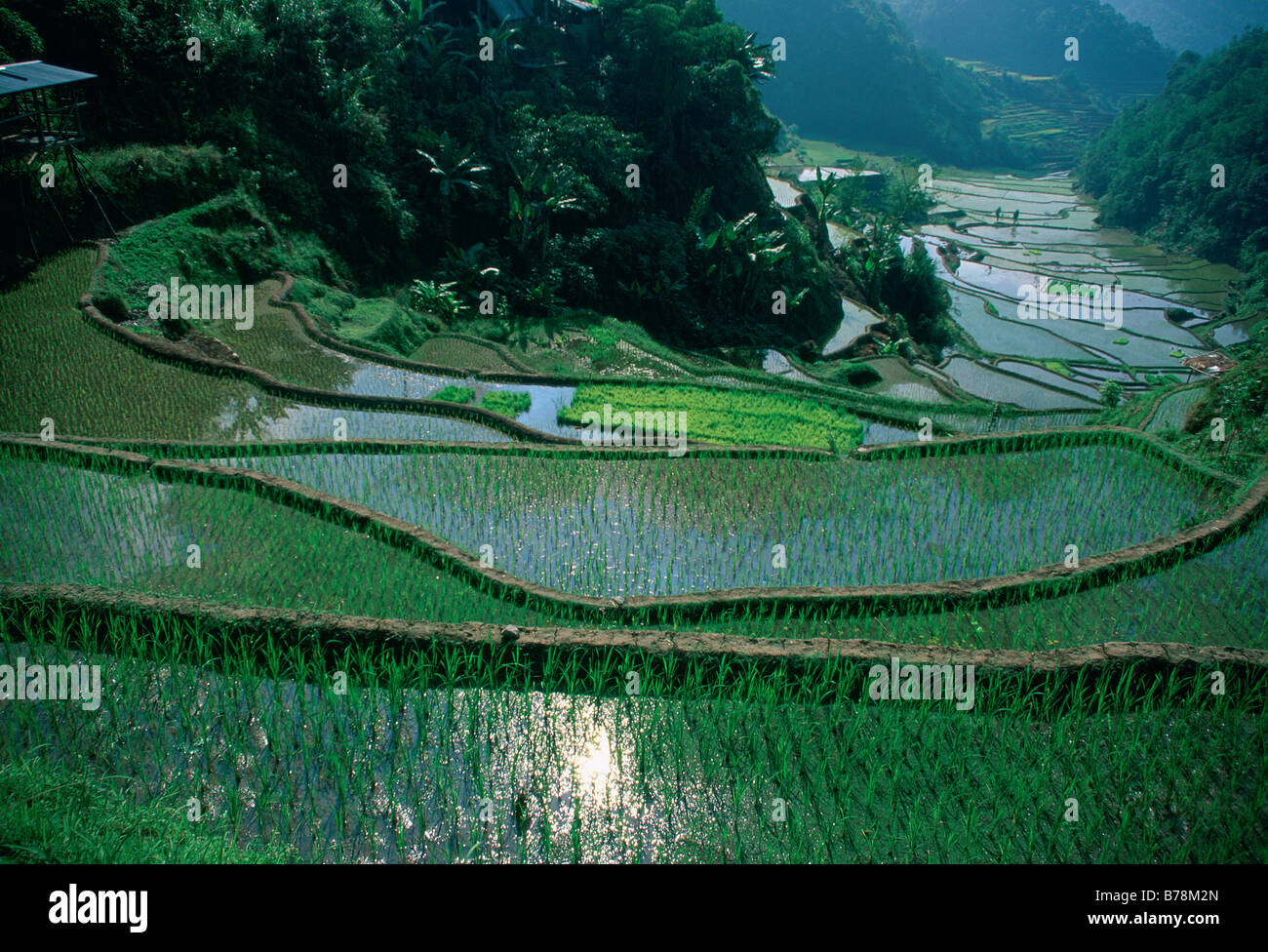 Aerial view of rice terraces in the Philippines Stock Photo - Alamy