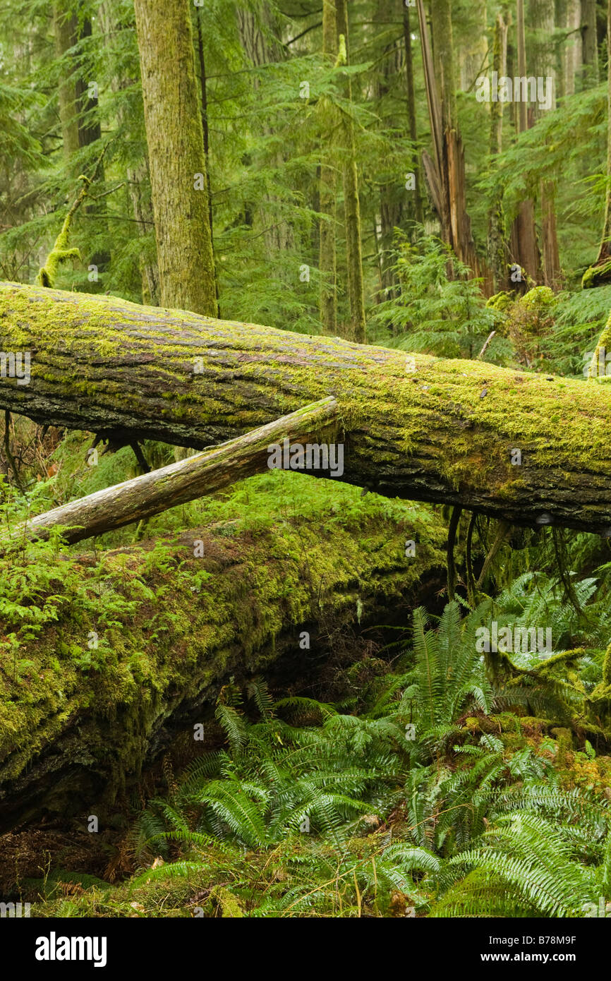 Canada rainforest hi-res stock photography and images - Alamy