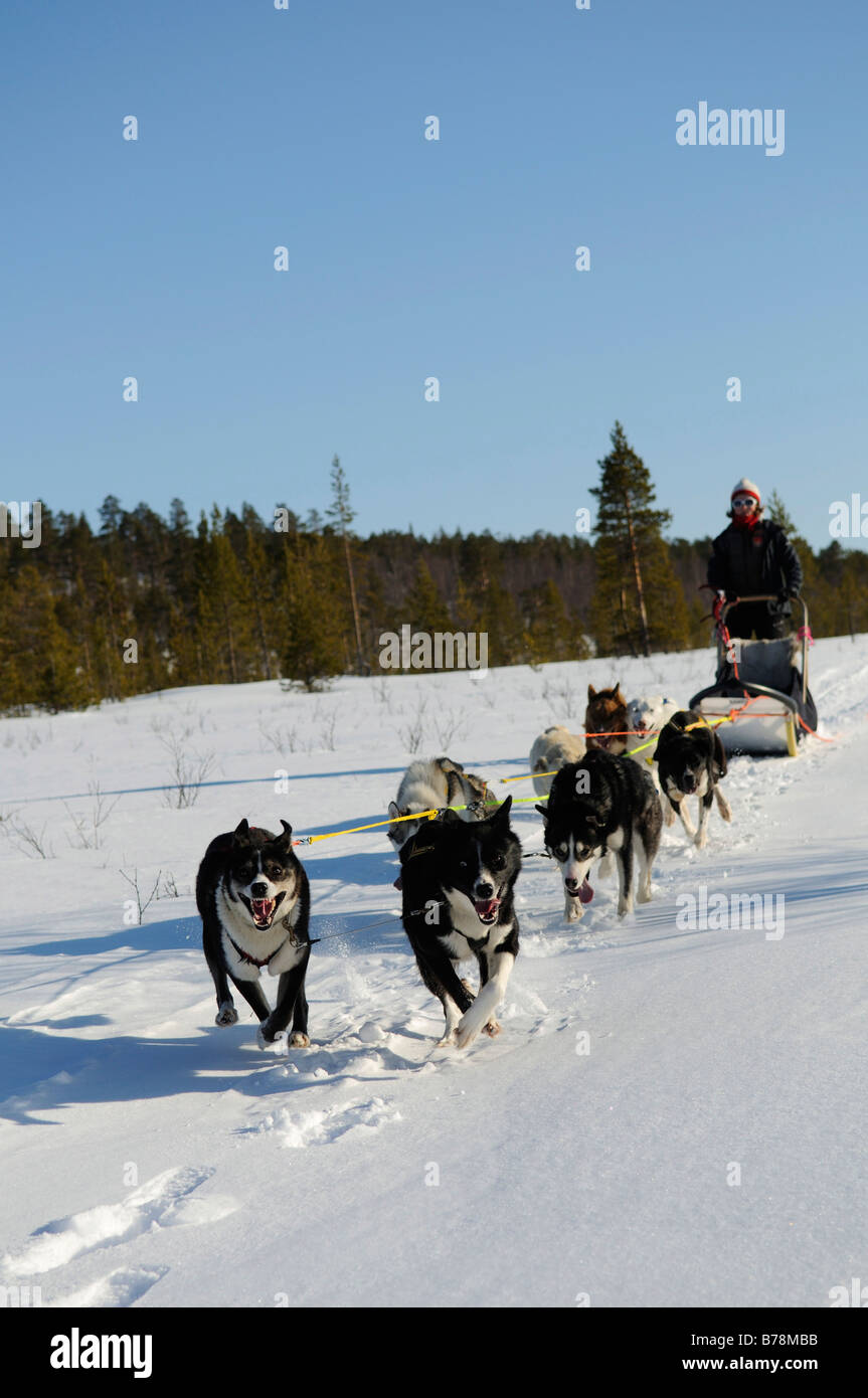 Team of sledge dogs on a tour in the Pasvik-valley, Melkefoss, Kirkenes ...