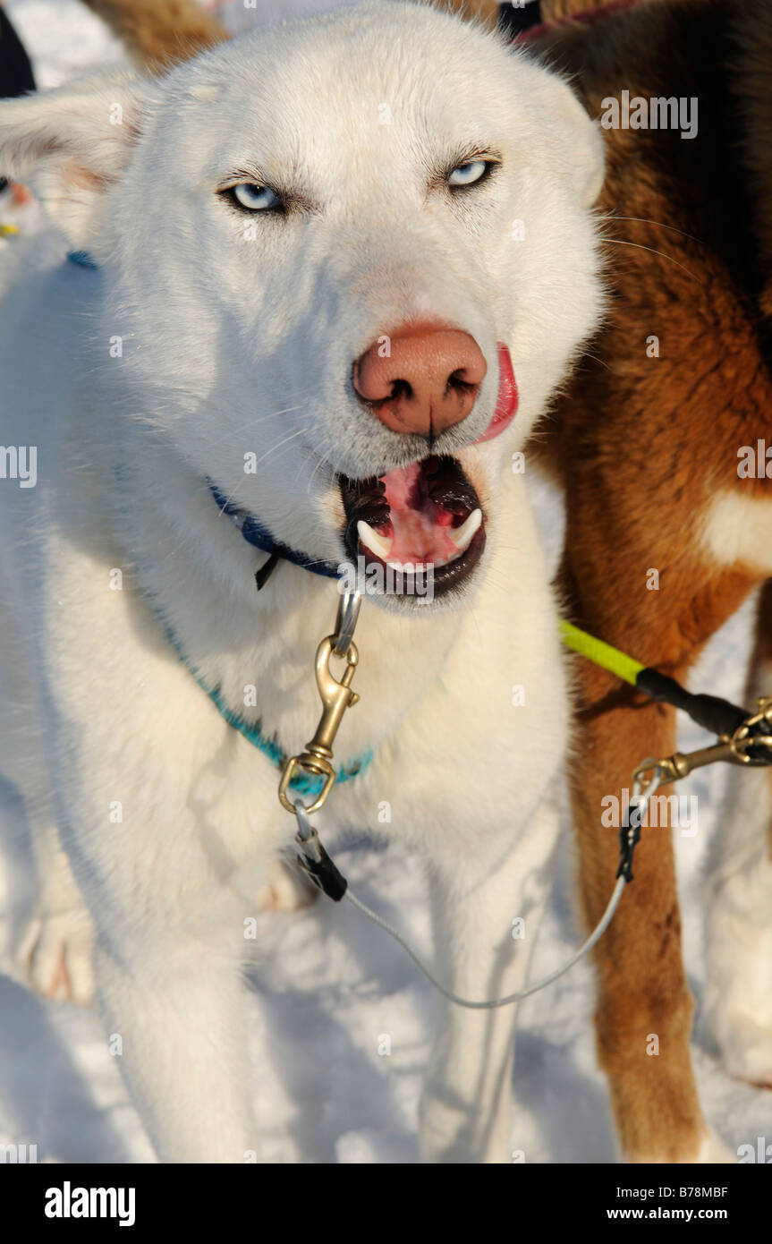 Siberian husky, portrait, Kirkenes, Finnmark, Lapland, Norway ...