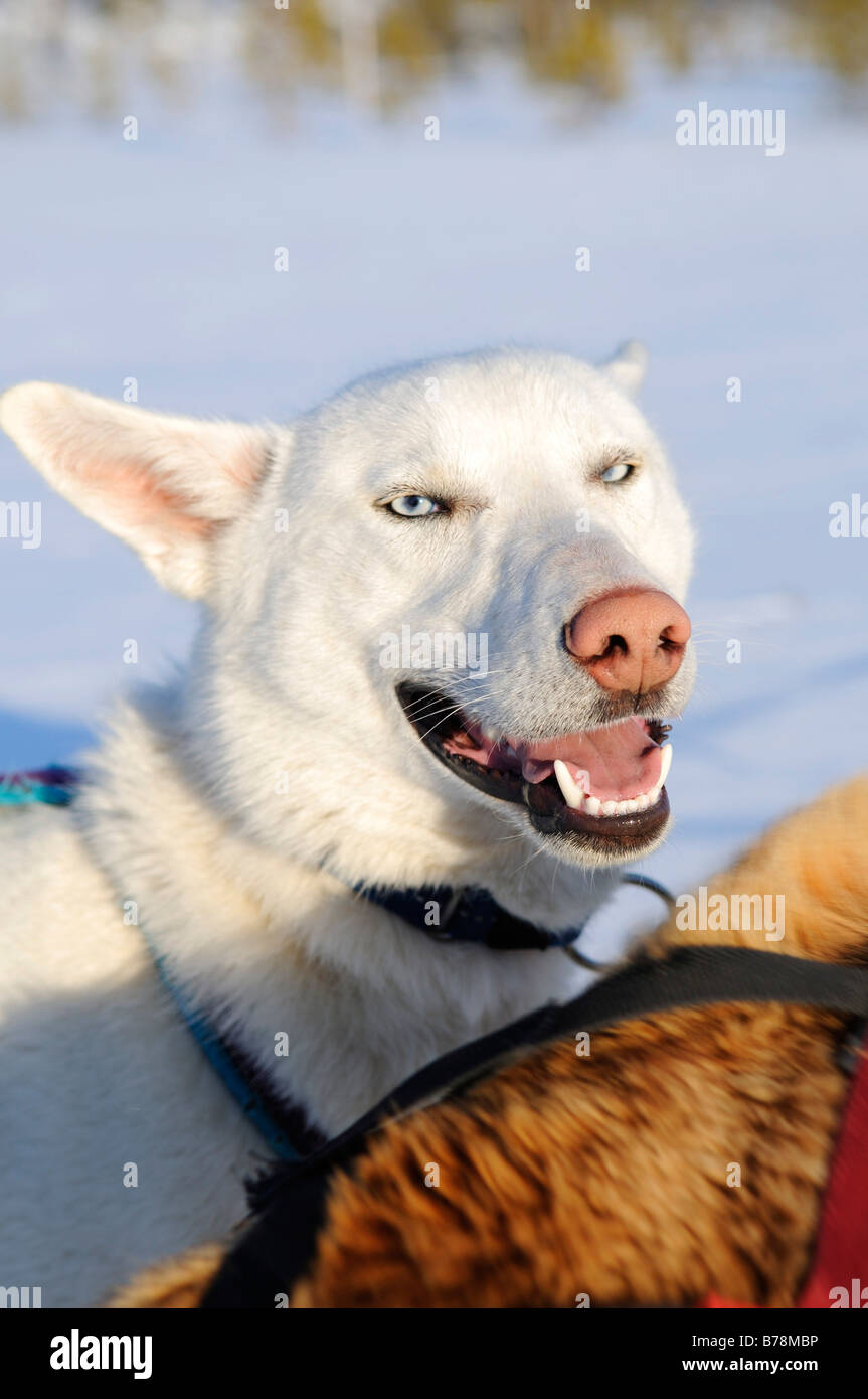 Siberian husky, Kirkenes, Finnmark, Lapland, Norway, Scandinavia ...