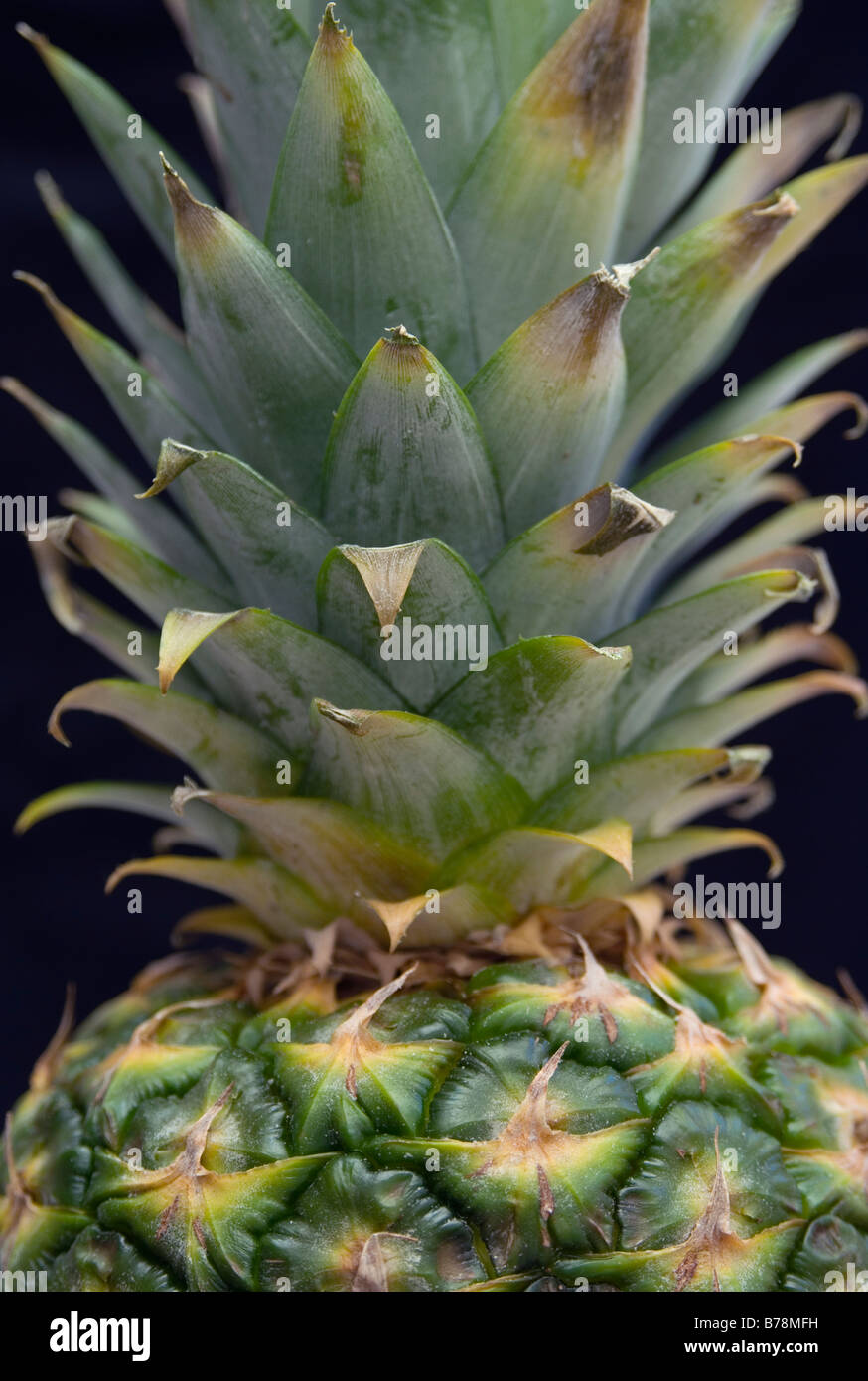 Vertical section leaf hi-res stock photography and images - Alamy