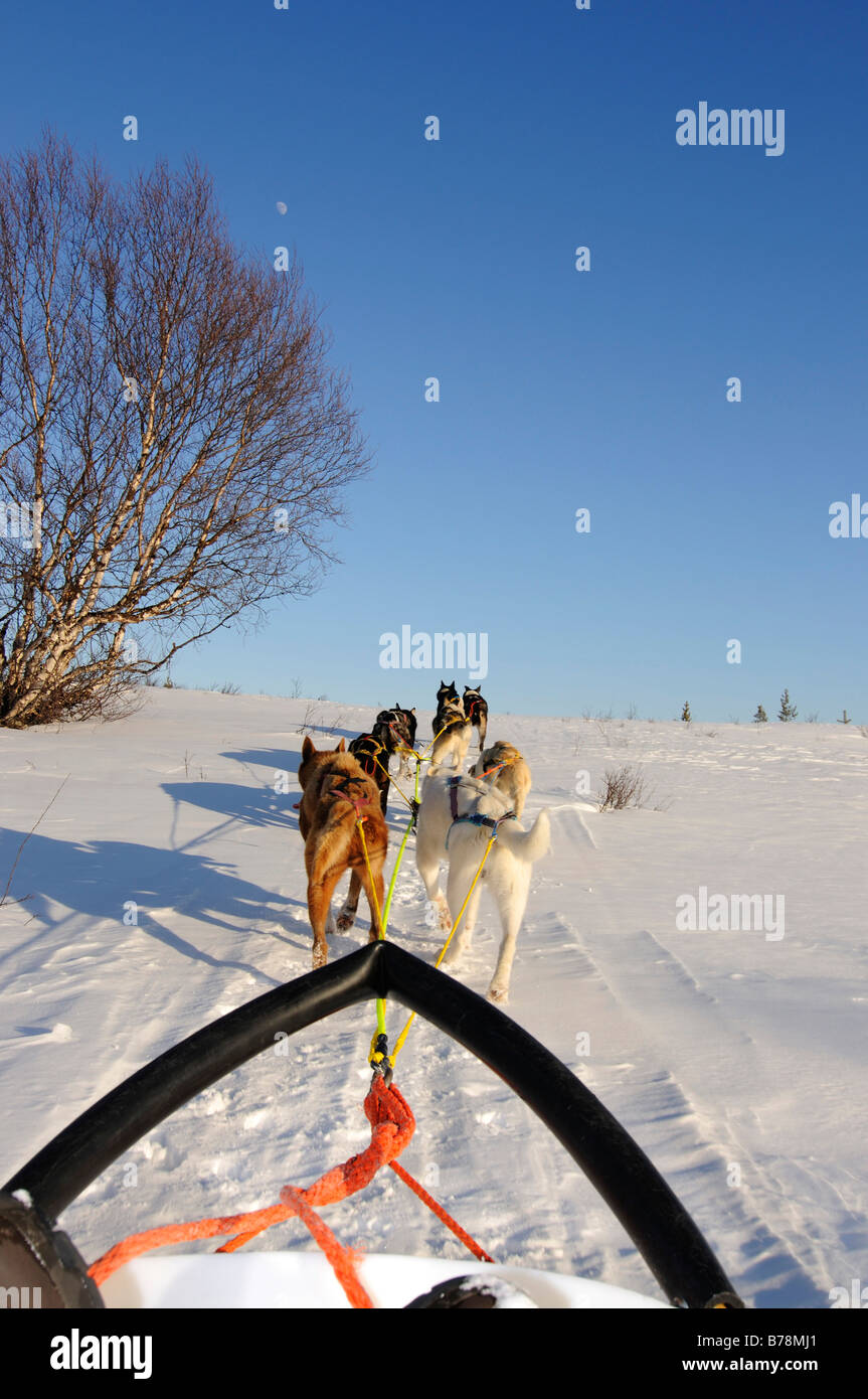 Team of sledge dogs on a tour in the Pasvik-valley, Melkefoss, Kirkenes ...