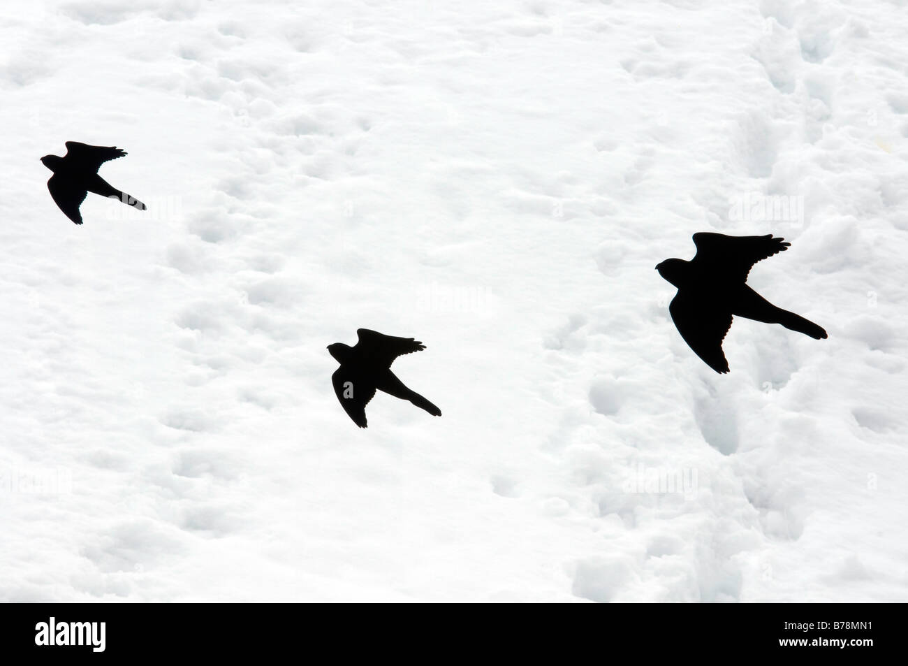 Bird saver window decals against snow Stock Photo - Alamy