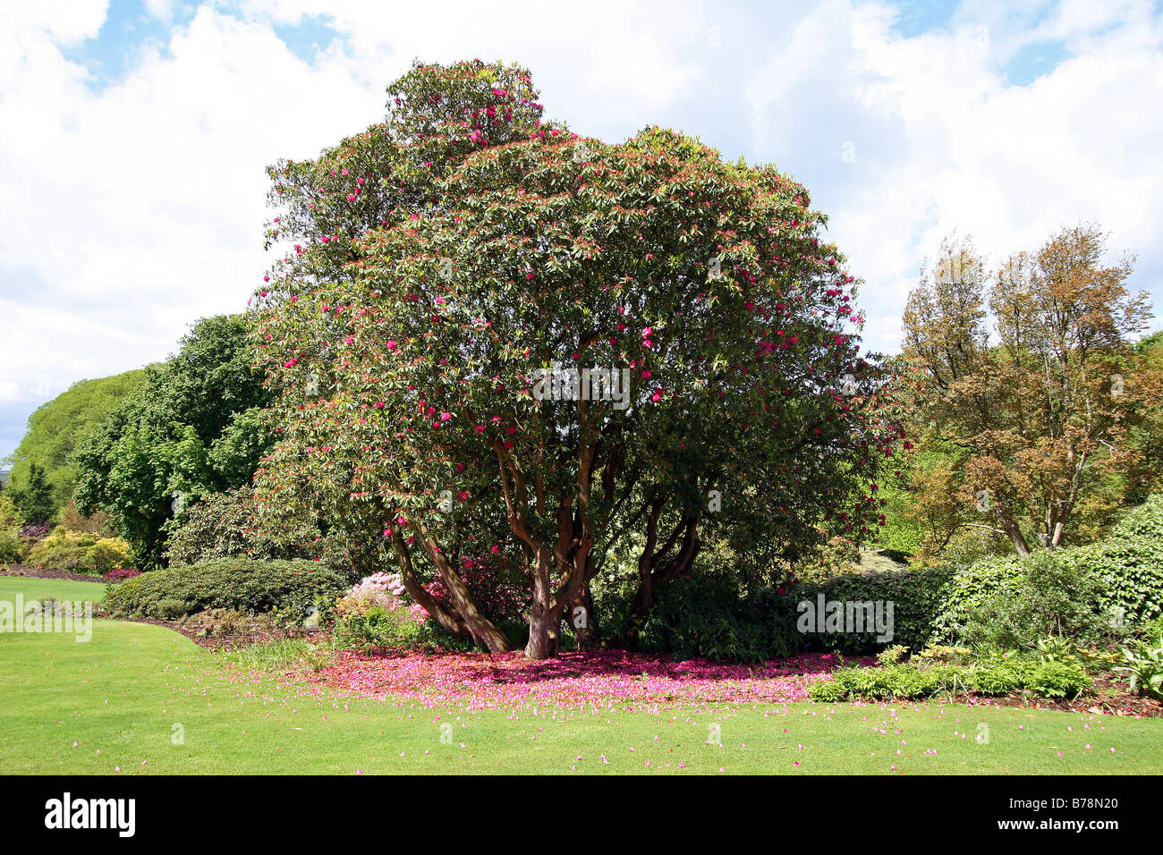 Blossom petals around base of tree Stock Photo - Alamy