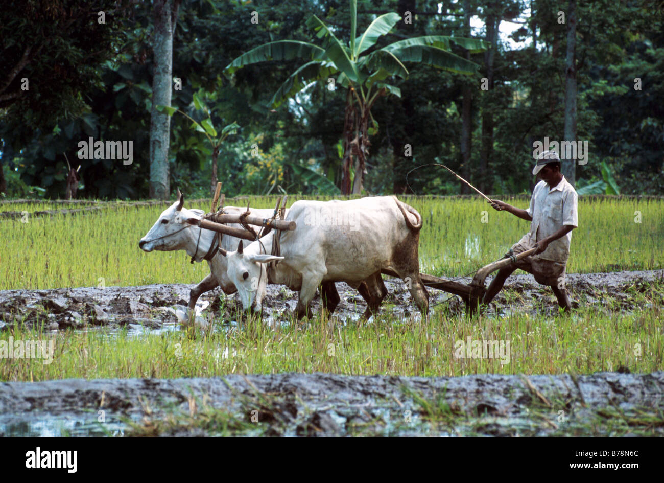 NDONESIA PLOUGHING RICE TERRACES IN EAST JAVA Photograph by Julio ...