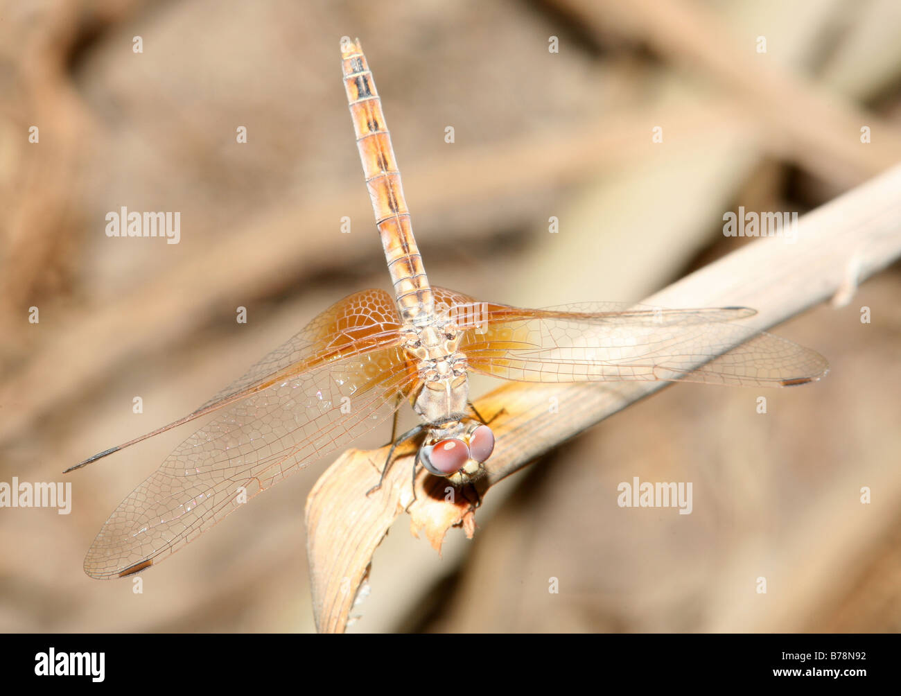 Middle east insects hi-res stock photography and images - Alamy