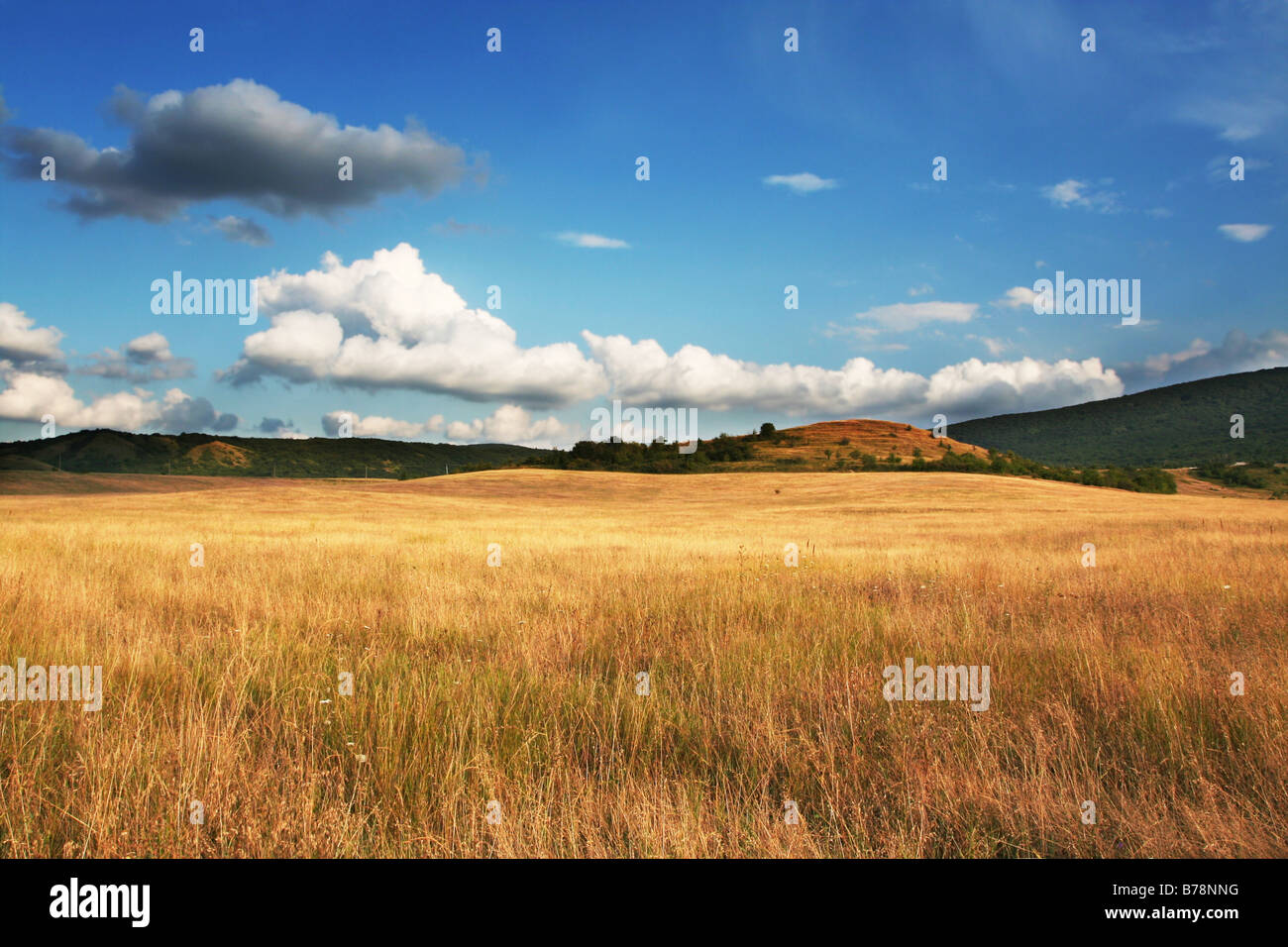 Field and trees Stock Photo - Alamy