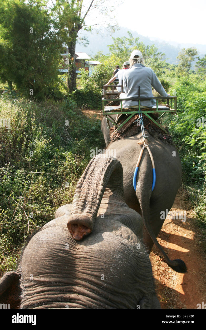 Elephants on jungle walk Stock Photo - Alamy
