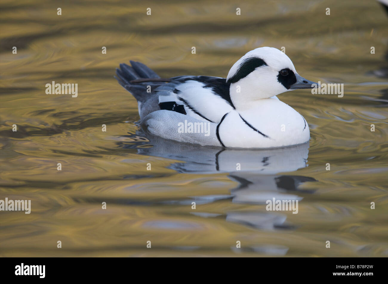 captive male smew Stock Photo - Alamy