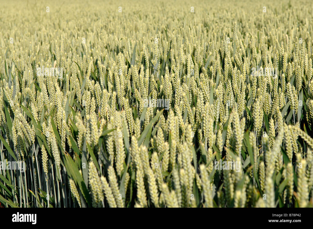 Field of wheat (triticum), close up Stock Photo - Alamy