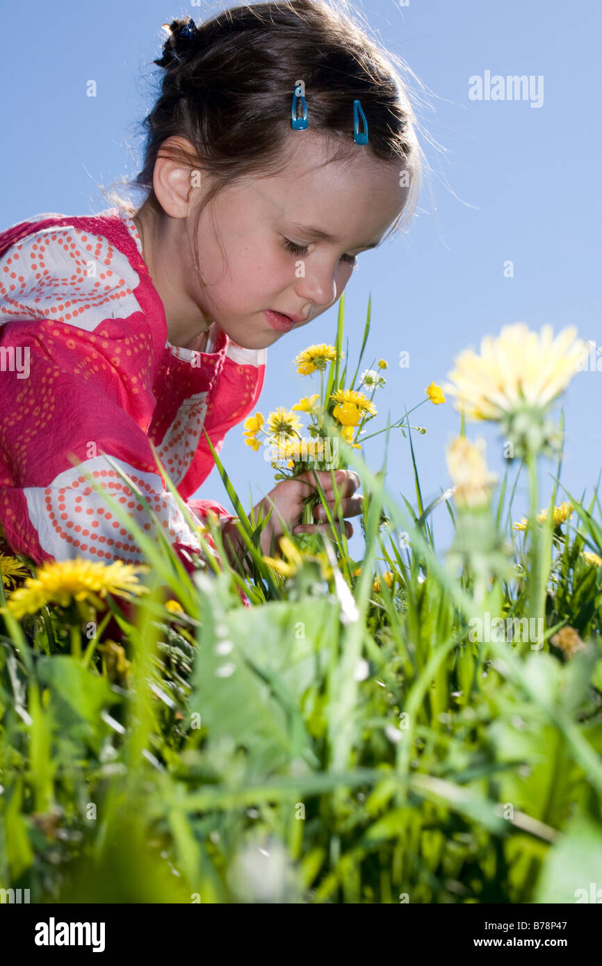 Young girl (6-7) picking dandelion flowers Stock Photo - Alamy