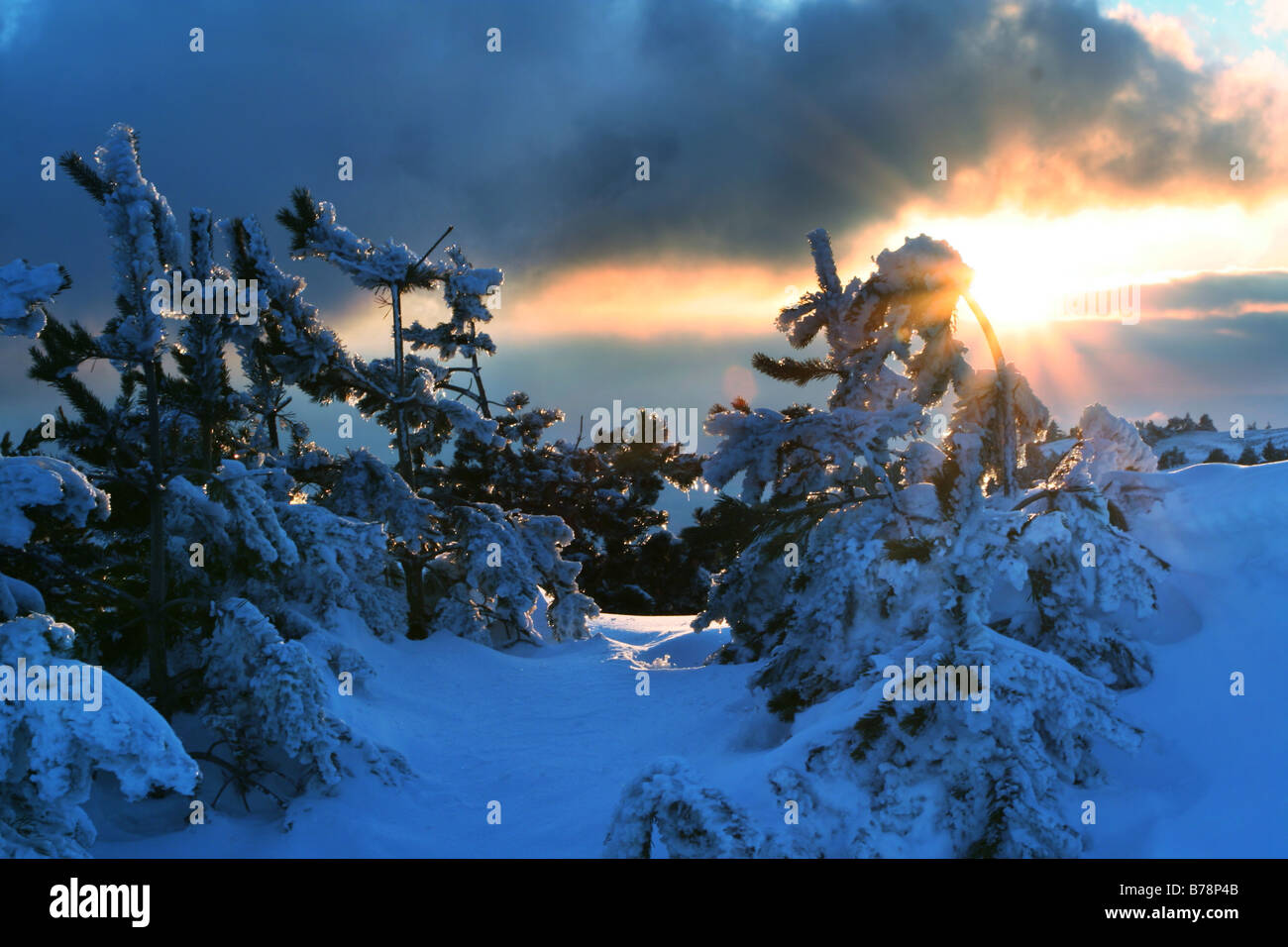 Frozen winter theme tree hi-res stock photography and images - Alamy