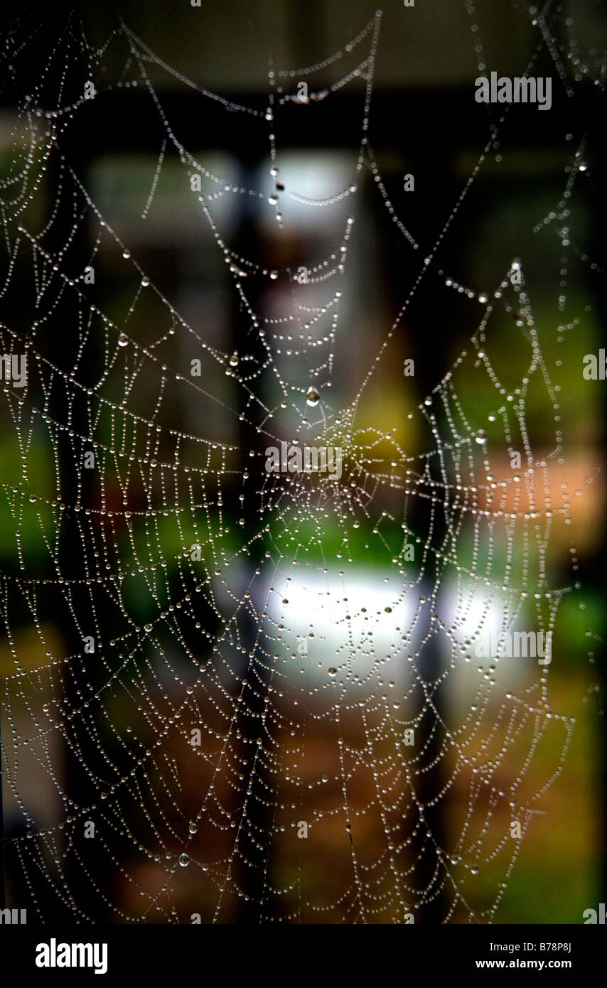 dew covered spiders web Stock Photo - Alamy