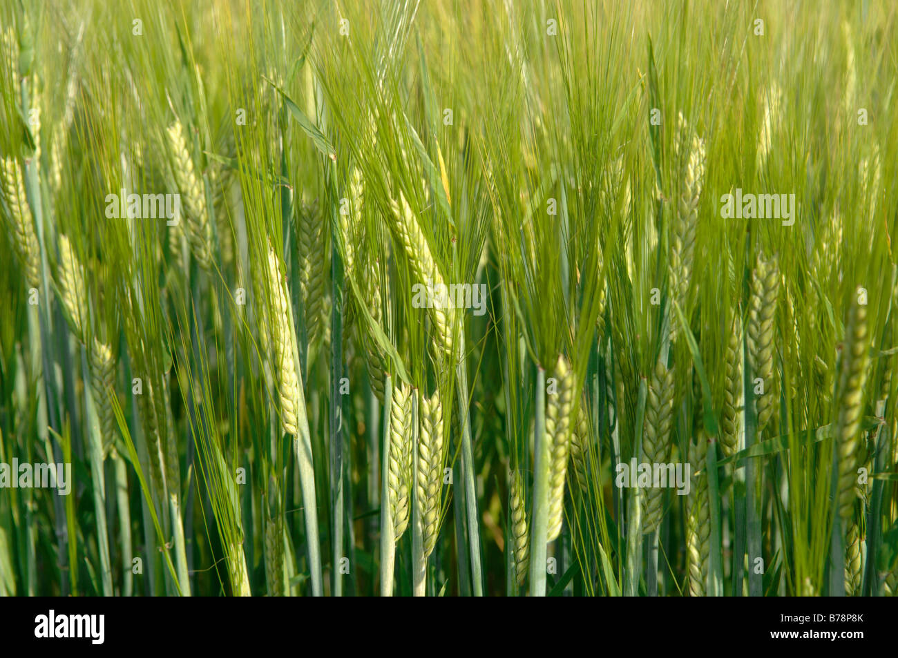 Barley spikes (Hordeum) close up Stock Photo - Alamy