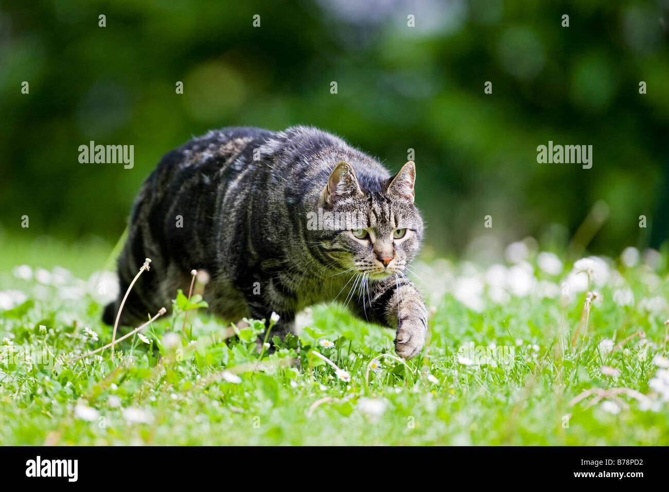Domestic cats series hi-res stock photography and images - Alamy