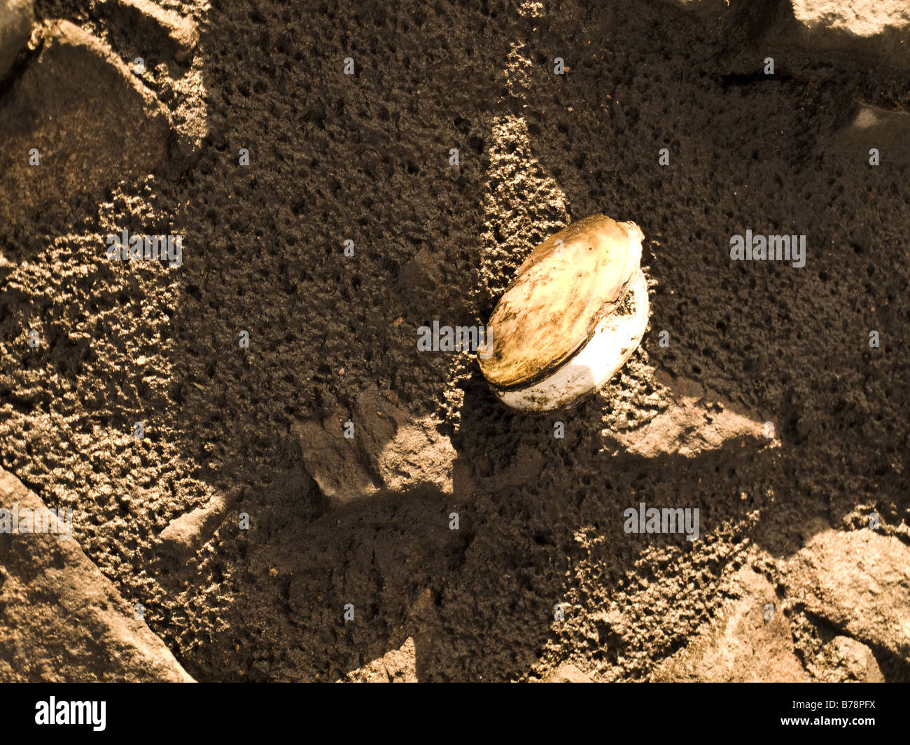 Small Mussel Shell on Muddy Beach in Sunlight Stock Photo - Alamy
