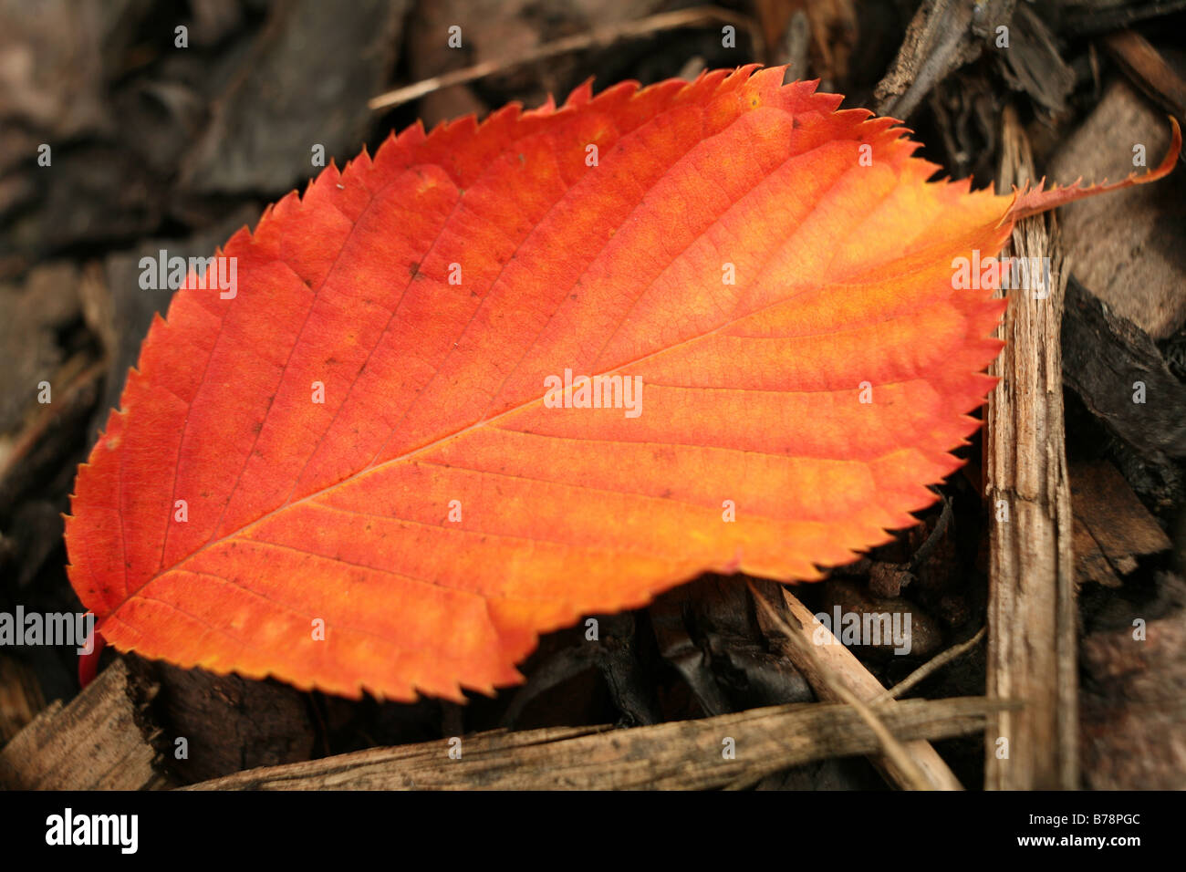 A copper-coloured leaf on the ground in autumn Stock Photo - Alamy